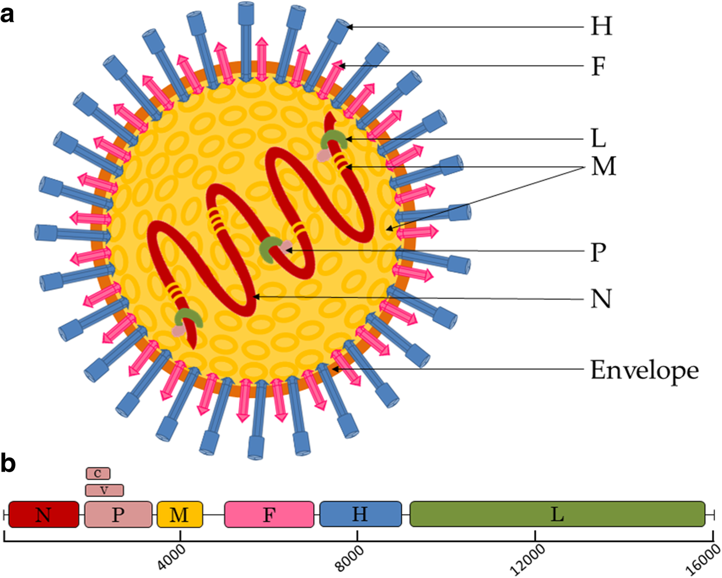 Tropism and molecular pathogenesis of canine distemper virus | SpringerLink