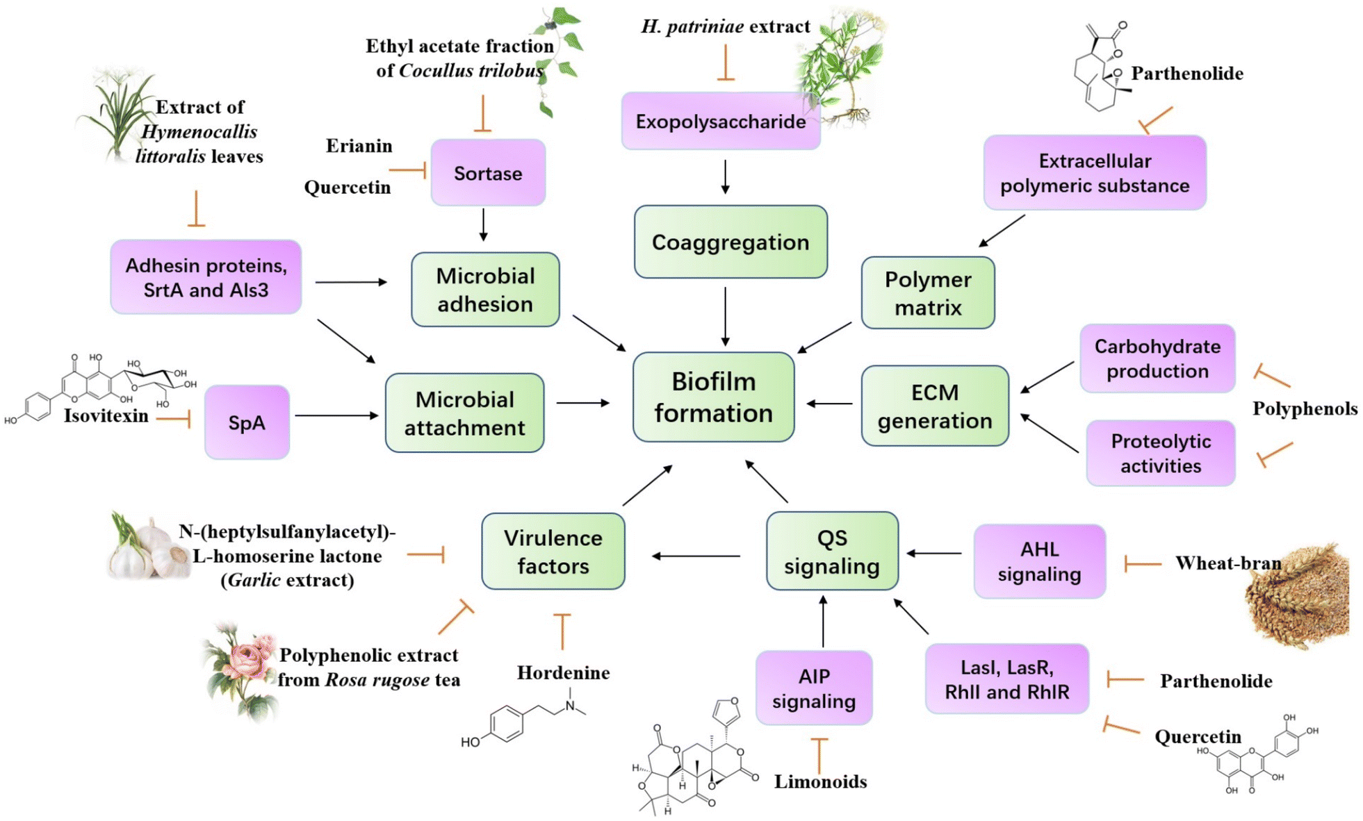 Developing natural products as potential anti-biofilm agents | SpringerLink