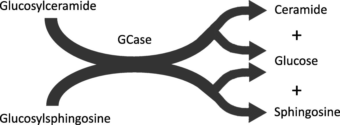 Glucocerebrosidase and its relevance to Parkinson disease | SpringerLink