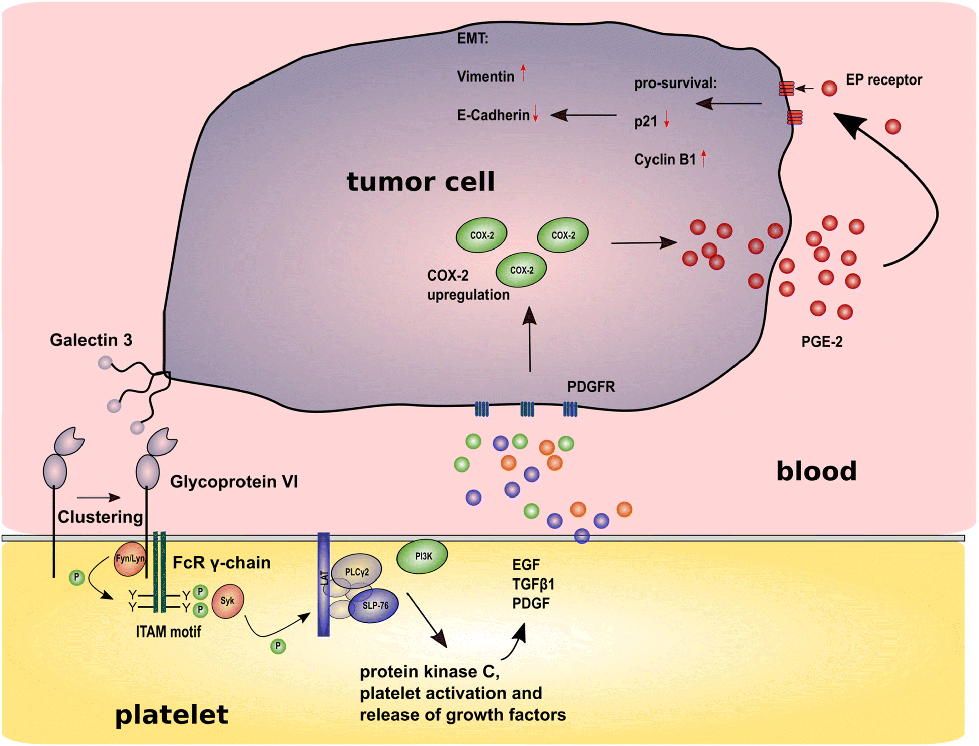 Role of platelets and platelet receptors in cancer metastasis ...