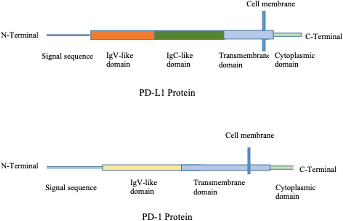 Immune checkpoint inhibitors of PD-L1 as cancer therapeutics | SpringerLink