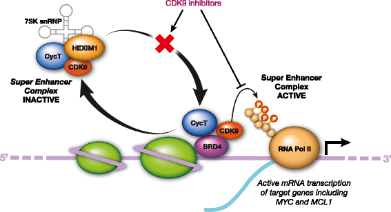 CDK9 inhibitors in acute myeloid leukemia | SpringerLink