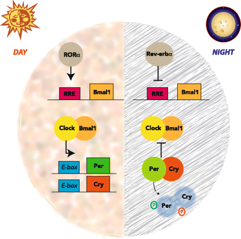 Circadian clocks and breast cancer | SpringerLink