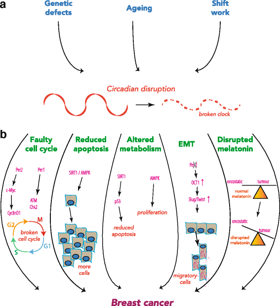 Circadian clocks and breast cancer | SpringerLink
