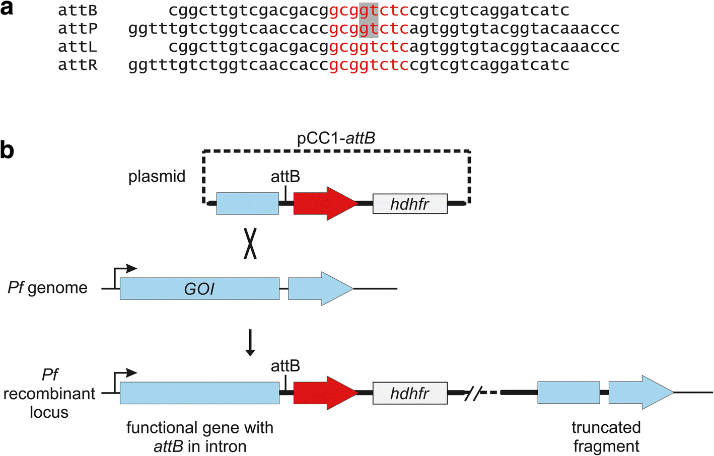 Diverse target gene modifications in Plasmodium falciparum using Bxb1 ...
