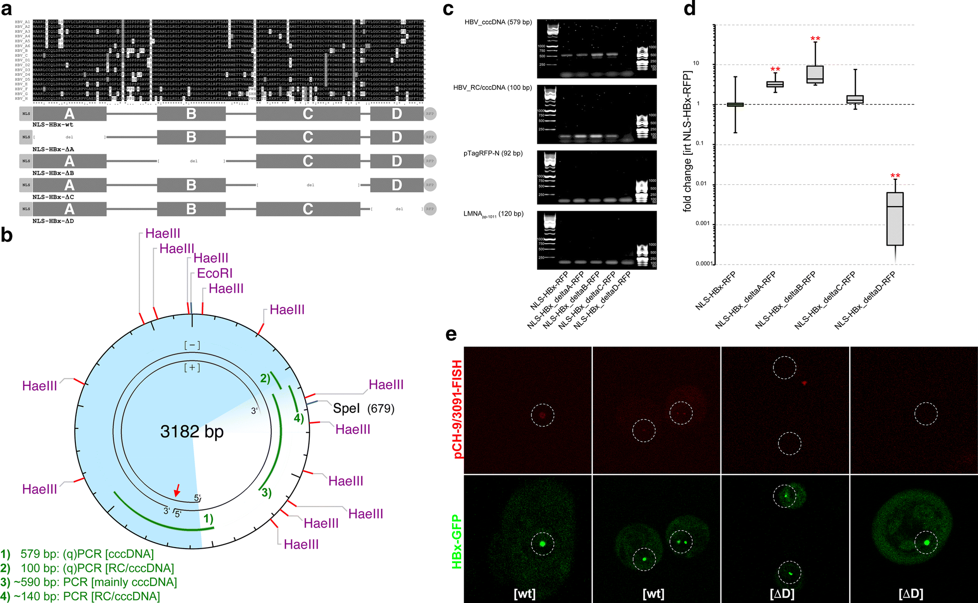 Episomal HBV persistence within transcribed host nuclear chromatin ...