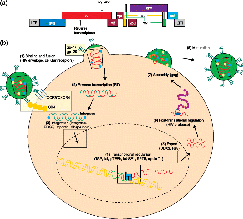 RNA interference approaches for treatment of HIV-1 infection | SpringerLink