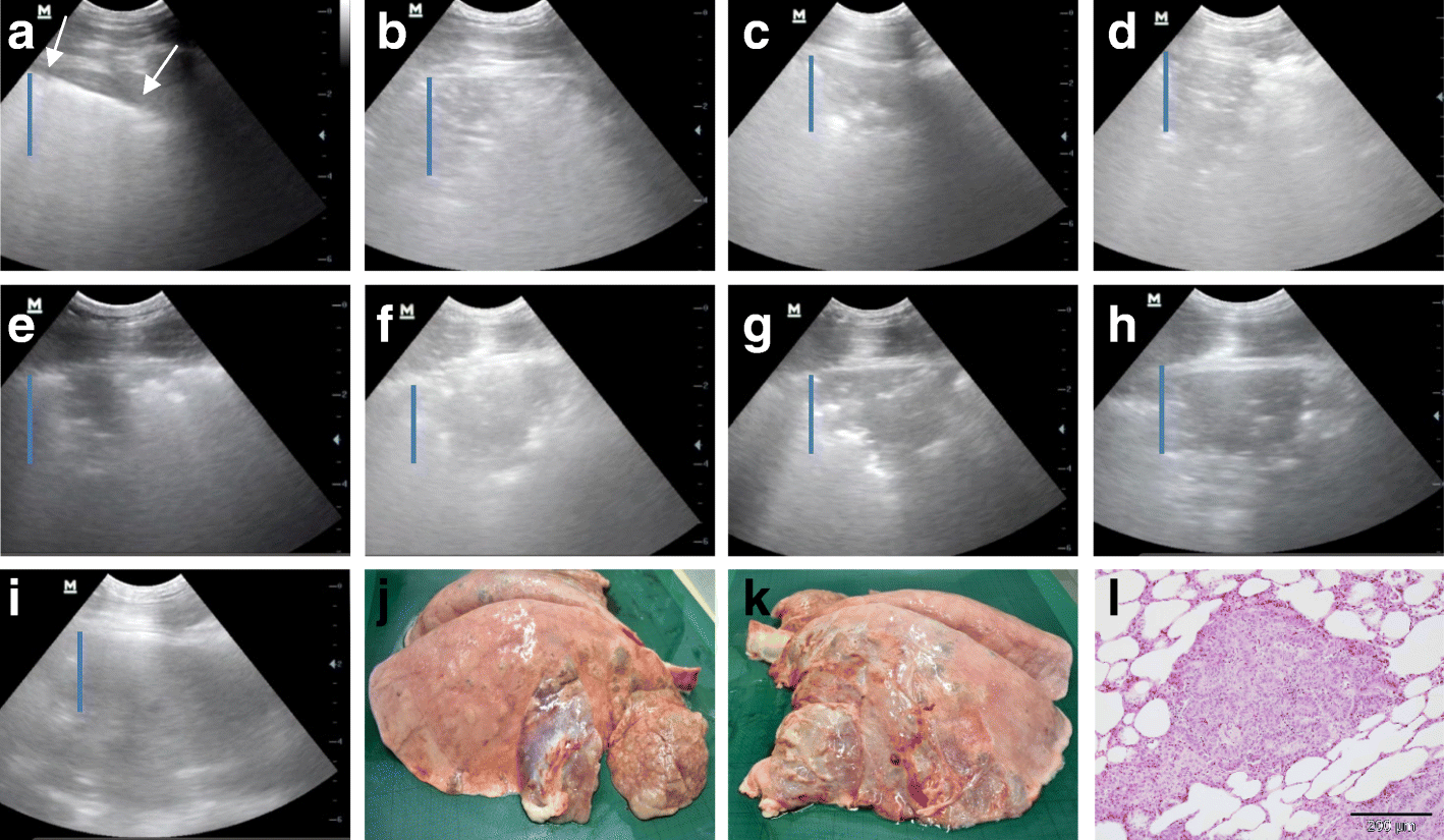 Development of superficial lung lesions monitored on farm by serial ...