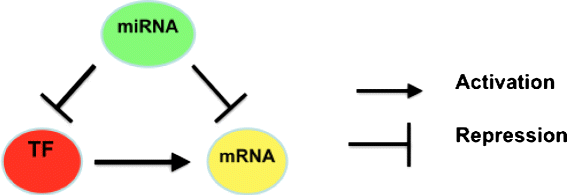 Analysis Of Mirna Mrna And Tf Interactions Through Network Based