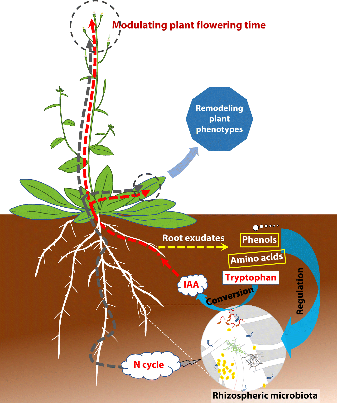 Rhizosphere microorganisms can influence the timing of plant flowering ...