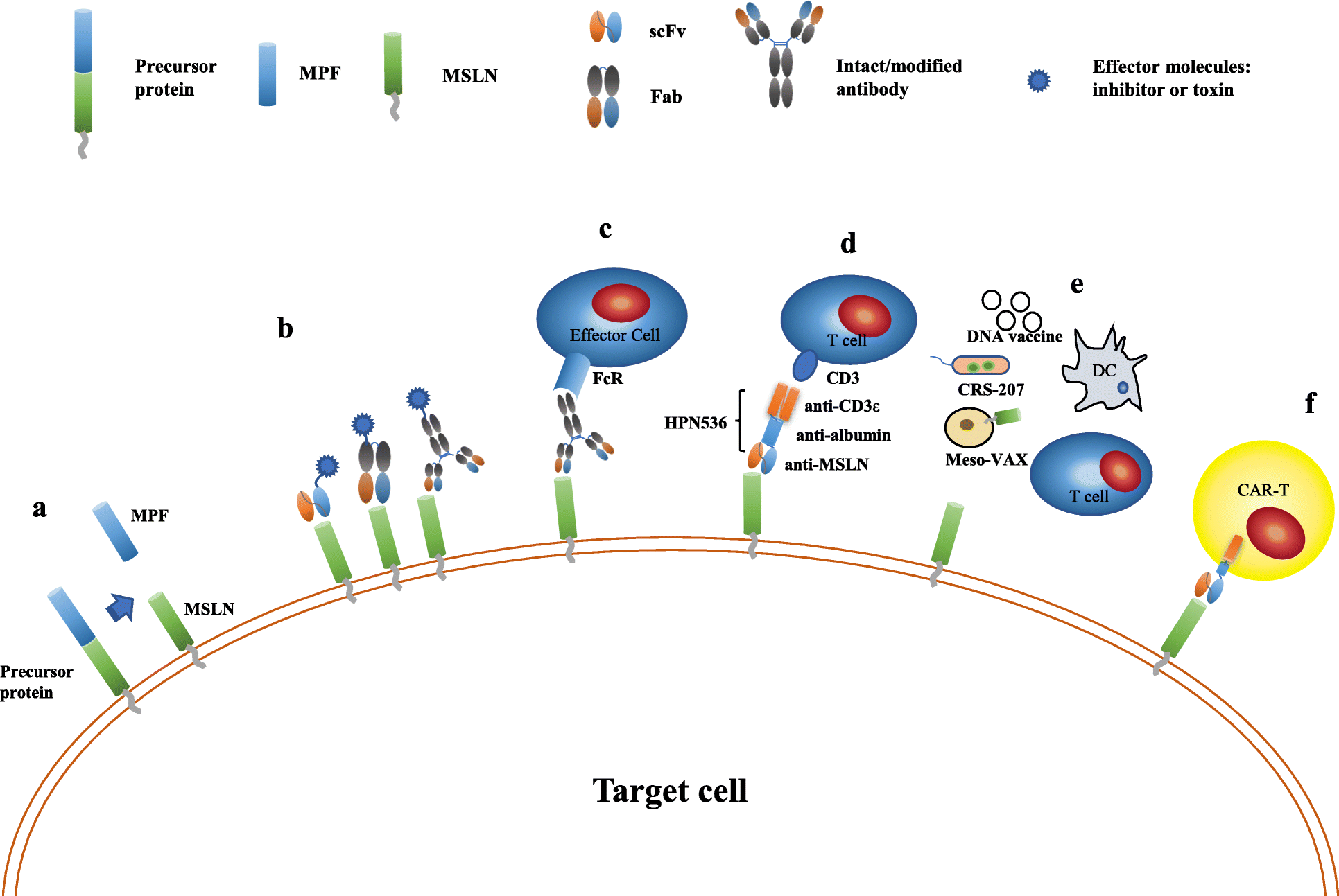 Mesothelin as a biomarker for targeted therapy | SpringerLink