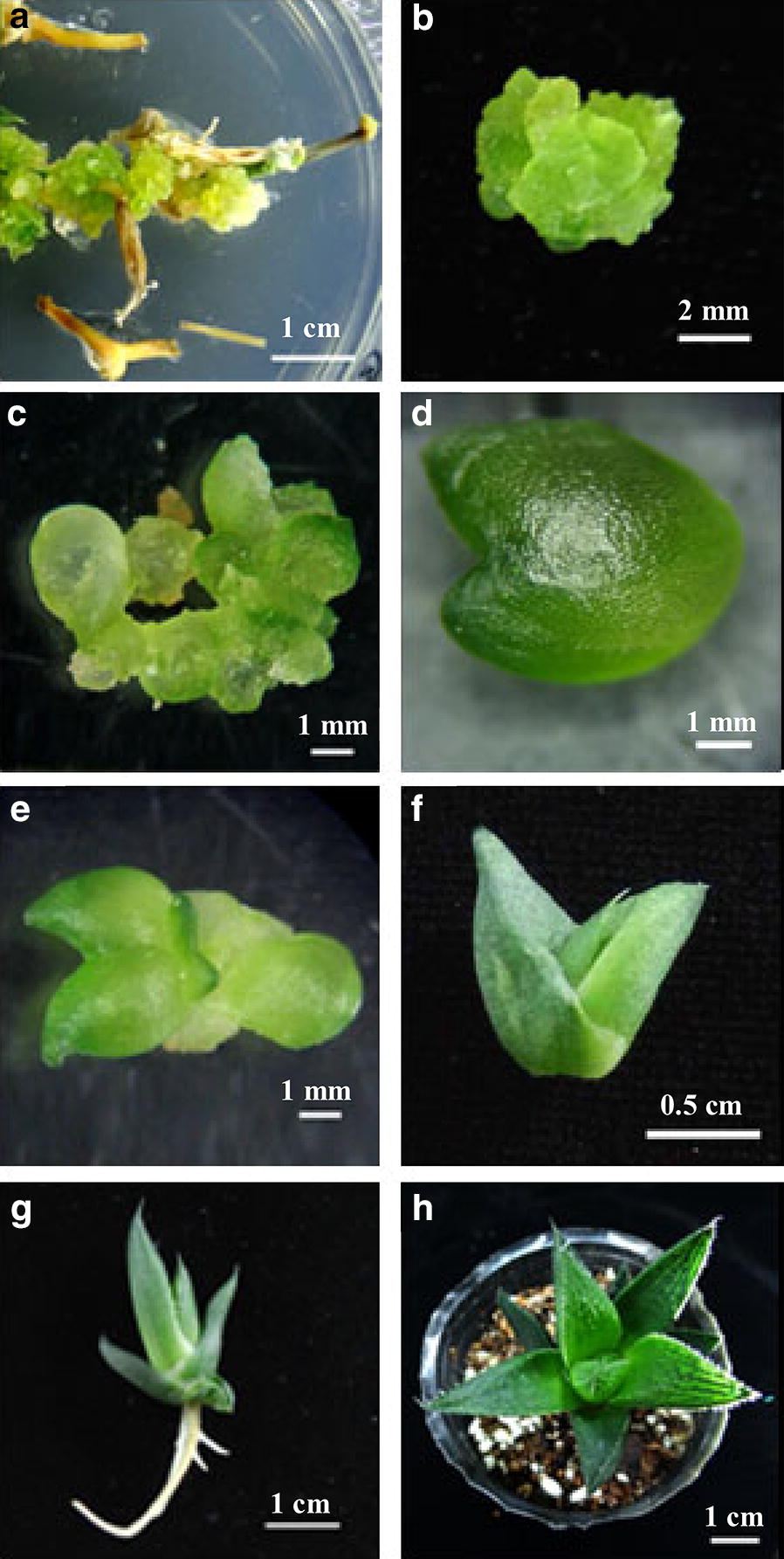 Plant Callus