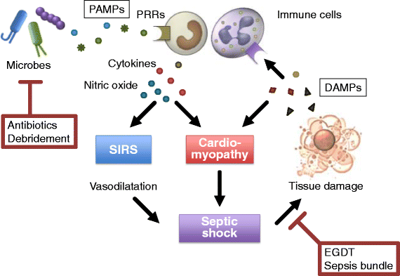 Sepsis-induced myocardial dysfunction: pathophysiology and management | SpringerLink