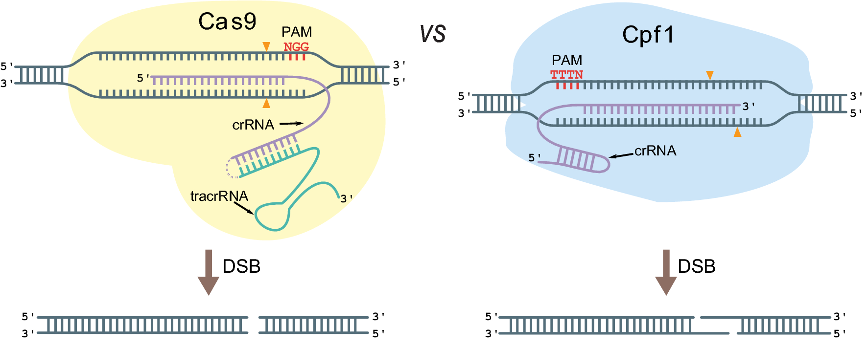 Cpf1 enables fast and efficient genome editing in Aspergilli | SpringerLink