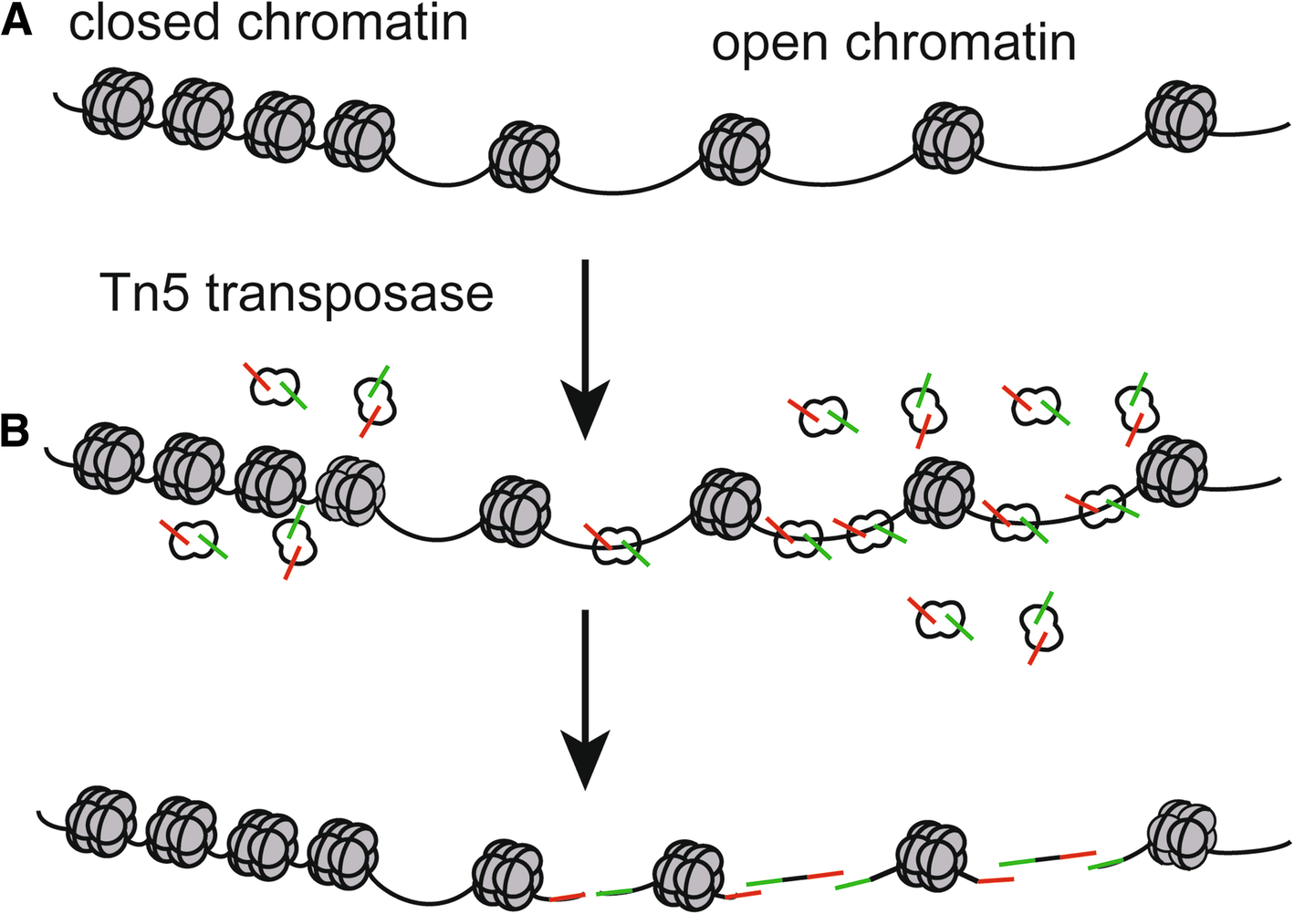 Detect accessible chromatin using ATAC-sequencing, from principle to applications | SpringerLink