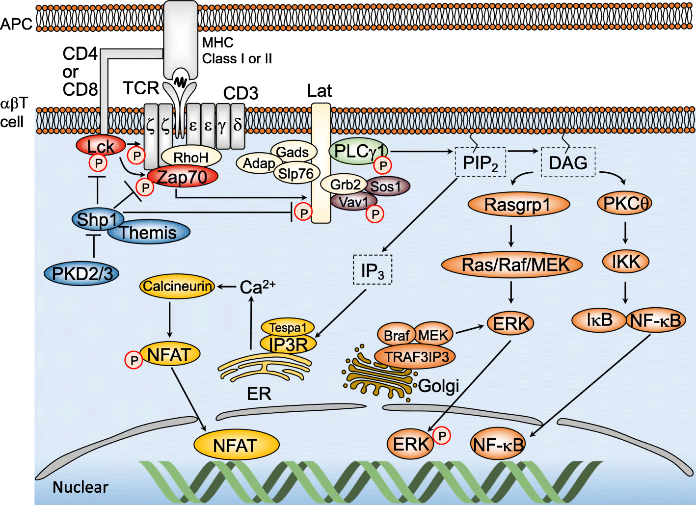 T cell receptor signaling for γδT cell development | SpringerLink