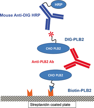 Specific Immune Response to Phospholipase B-Like 2 Protein, a Host Cell ...