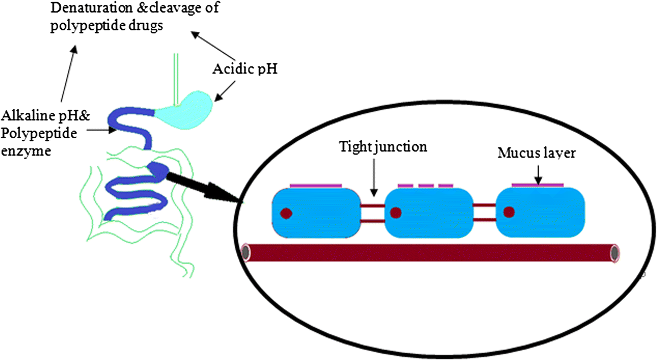 Nanoparticles: Oral Delivery for Protein and Peptide Drugs | SpringerLink