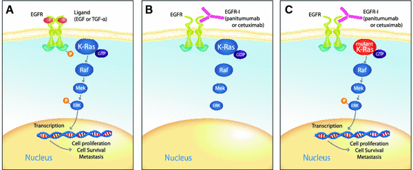 KRAS Mutation in Colon Cancer: A Marker of Resistance to EGFR-I Therapy ...