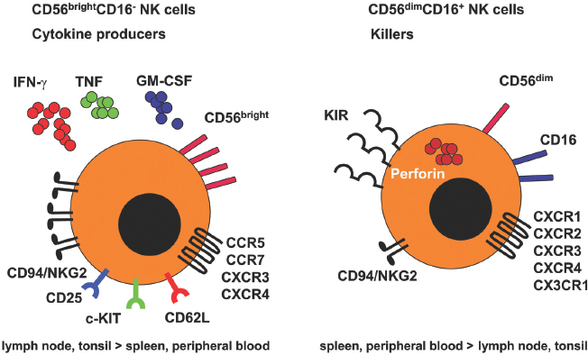 Regulatory NK-Cell Functions in Inflammation and Autoimmunity ...