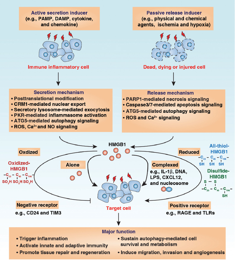 Emerging Role of High-Mobility Group Box 1 (HMGB1) in Liver Diseases ...