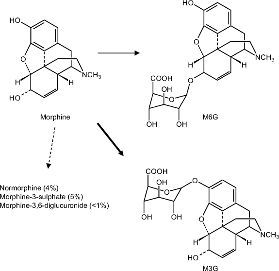 Morphine-6-Glucuronide | SpringerLink
