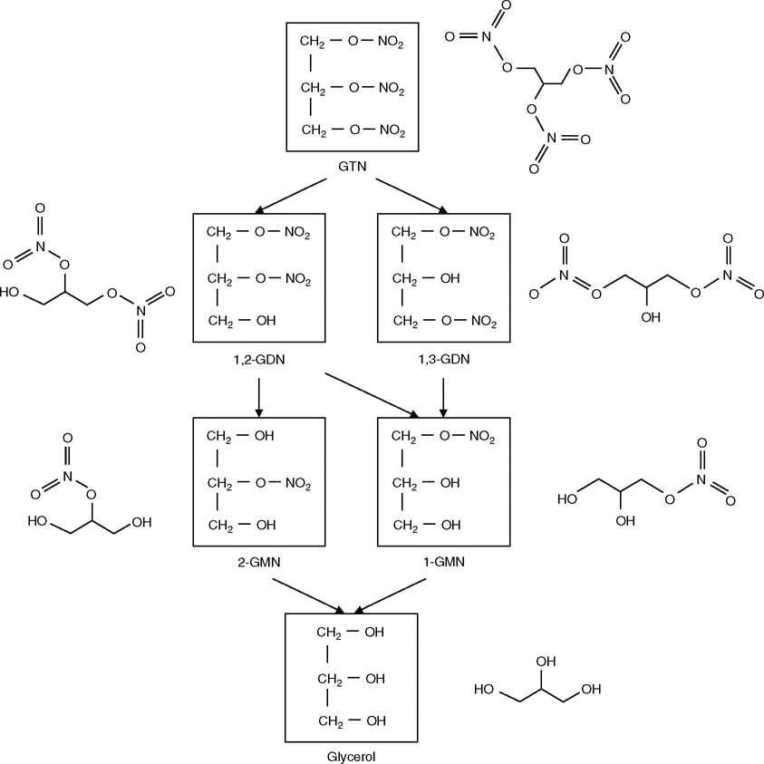 Clinical Pharmacokinetics and Pharmacodynamics of Glyceryl Trinitrate ...