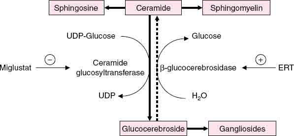 Miglustat | SpringerLink
