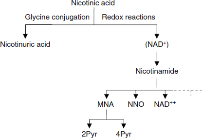 Prolonged-Release Nicotinic Acid | SpringerLink