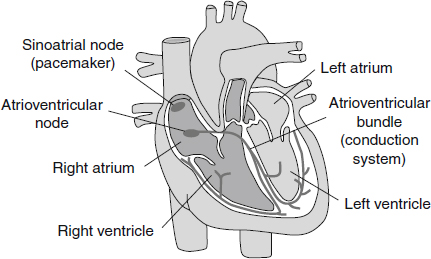 The Funny Current | SpringerLink