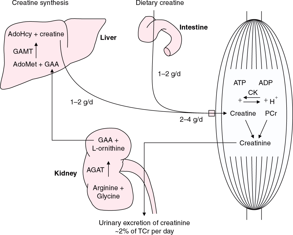 Oral Creatine Supplementation and Skeletal Muscle Metabolism in ...