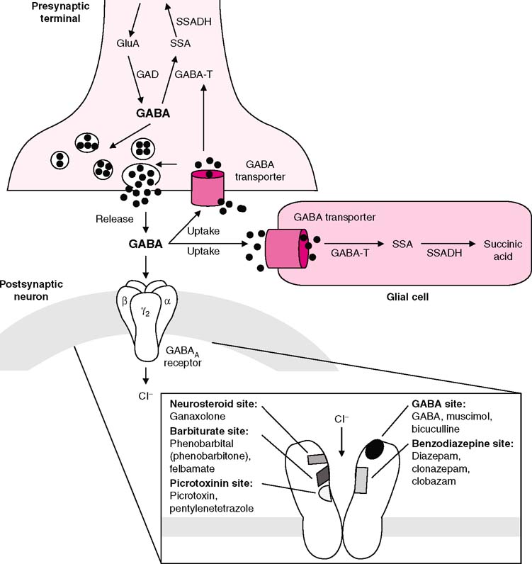 Basic Pharmacology of Valproate | SpringerLink