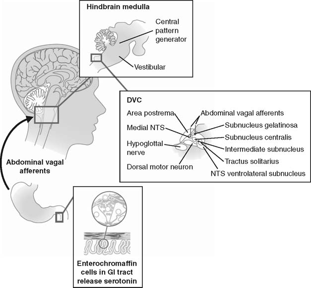 Mechanisms Underlying Postoperative Nausea and Vomiting and ...