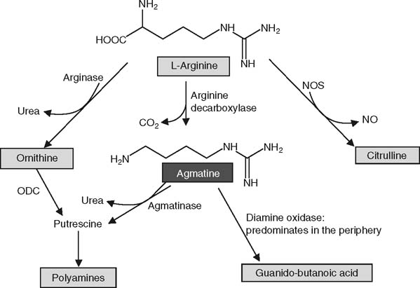 Agmatine | SpringerLink