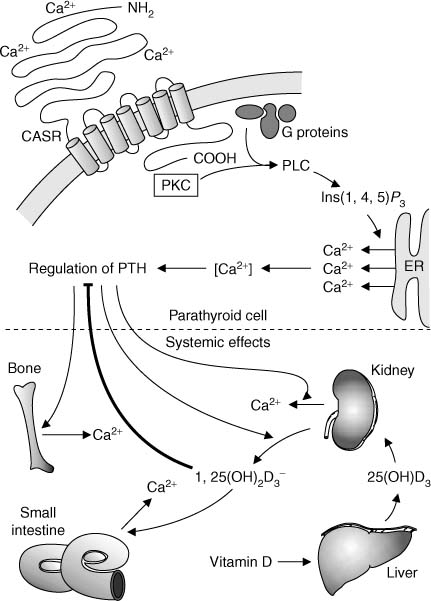 Hypercalcemia of Malignancy | SpringerLink