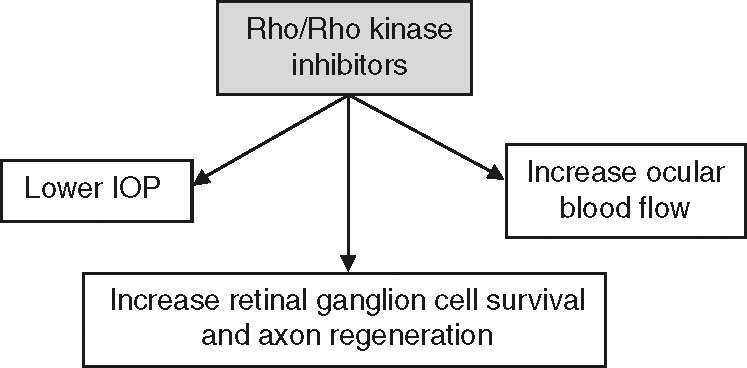 Rho GTPase/Rho Kinase Inhibition as a Novel Target for the Treatment of ...