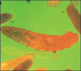 Clinical Applications for Maggots in Wound Care | SpringerLink