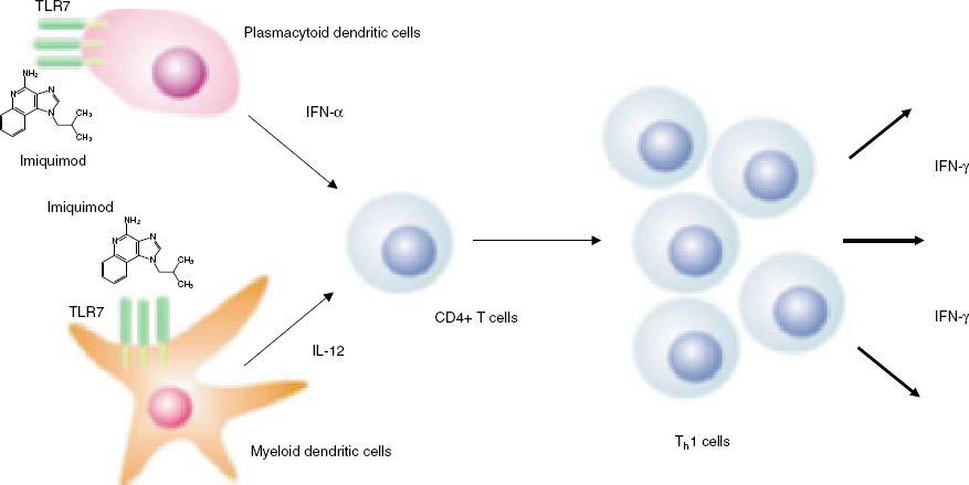 Role of Imiquimod in Skin Cancer Treatment | SpringerLink