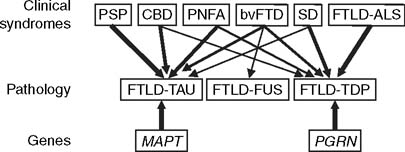 Frontotemporal lobar degeneration | SpringerLink