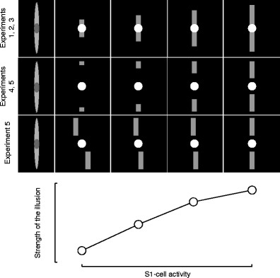 The role of orientation processing in the scintillating grid illusion ...