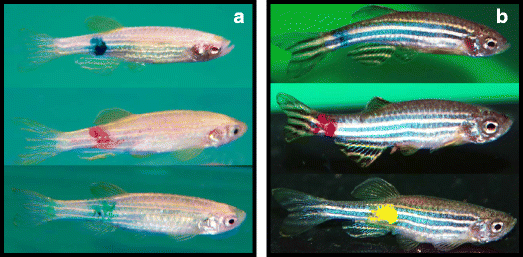 Subcutaneous dye injection for marking and identification of individual ...