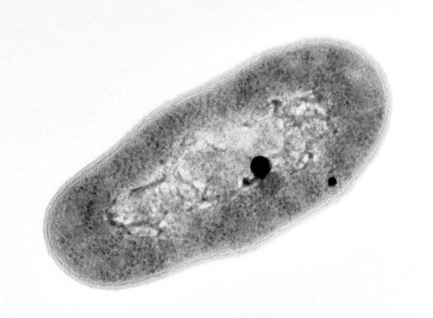 Complete genome sequence of Arthrobacter sp. strain FB24 | SpringerLink