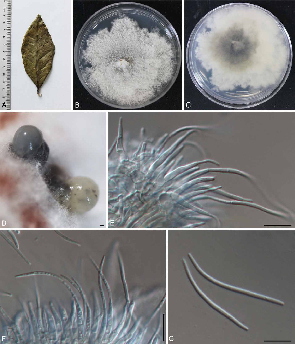 Diaporthe is paraphyletic | SpringerLink