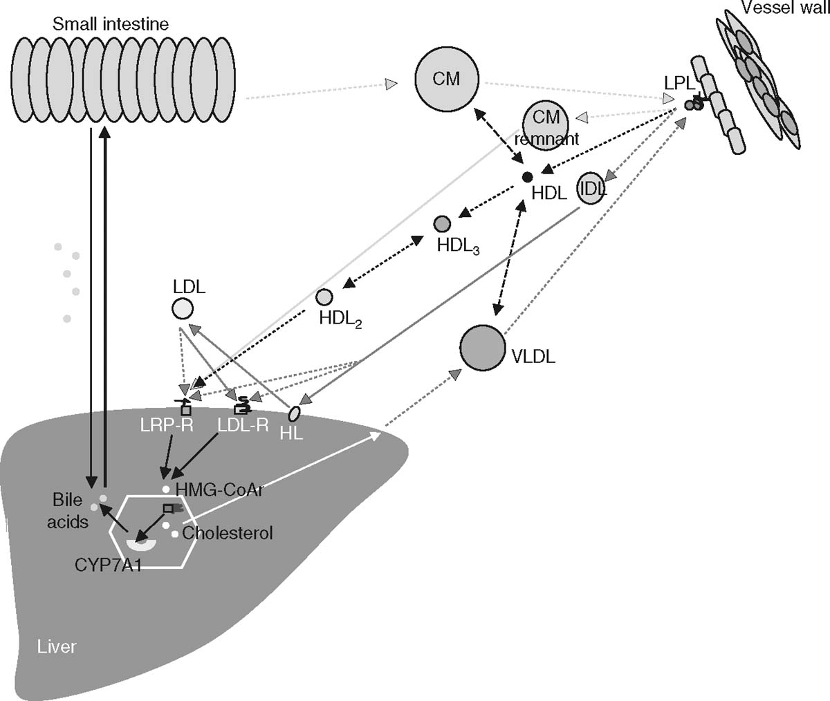 Role of Cholesterol 7α-Hydroxylase ( CYP7A1) in Nutrigenetics and ...