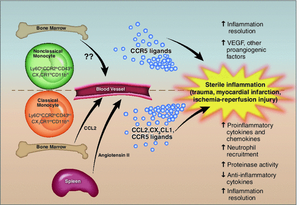 Monocytes in Sterile Inflammation: Recruitment and Functional ...