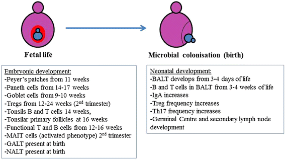Mucosal Immune Development in Early Life: Setting the Stage | SpringerLink