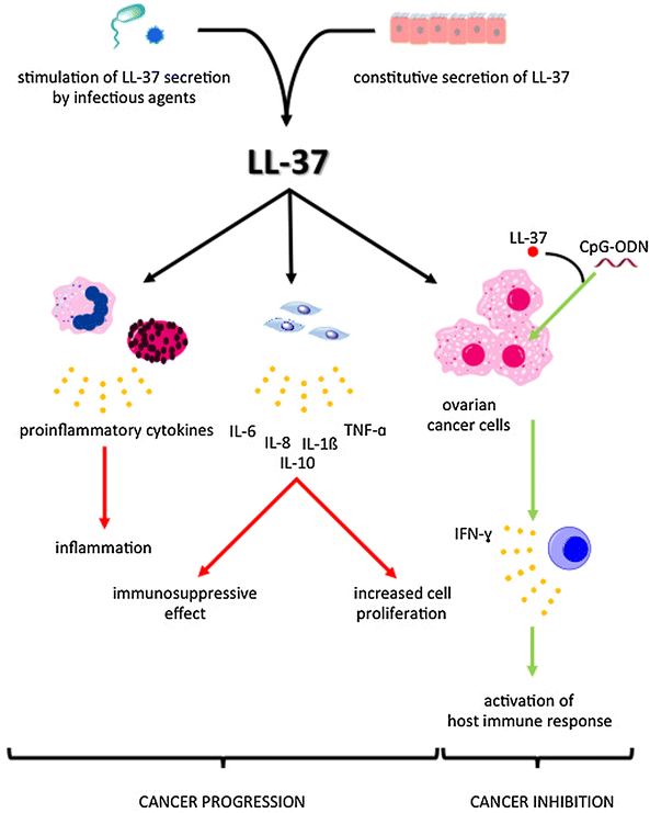 The Role of Cathelicidin LL-37 in Cancer Development | SpringerLink