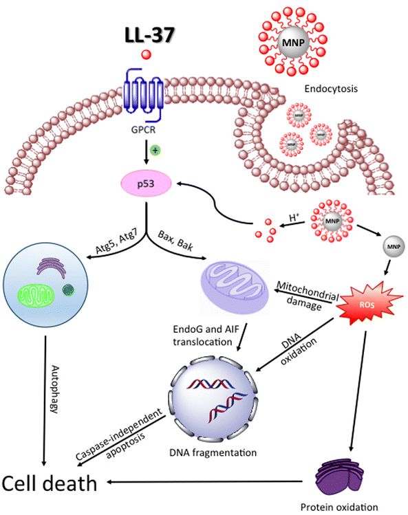 The Role of Cathelicidin LL-37 in Cancer Development | SpringerLink