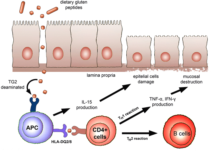 Celiac Disease Autoimmunity | SpringerLink