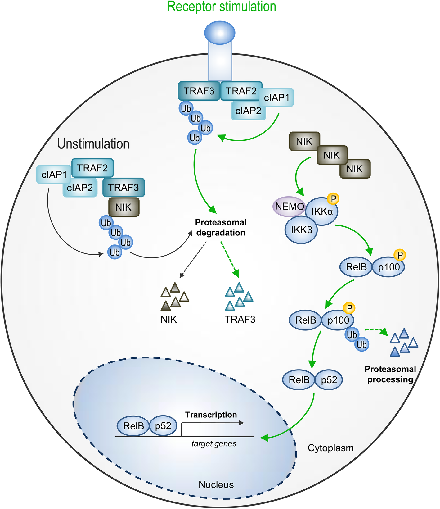 Manipulation of Non-canonical NF-κB Signaling by Non-oncogenic Viruses ...
